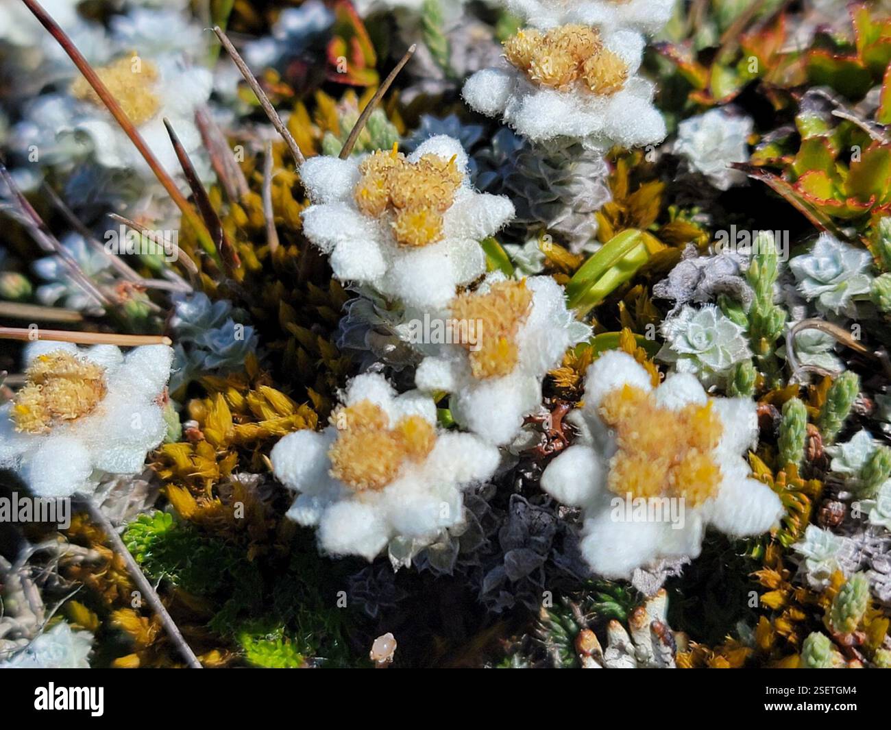 Leucogenes hi-res stock photography and images - Alamy