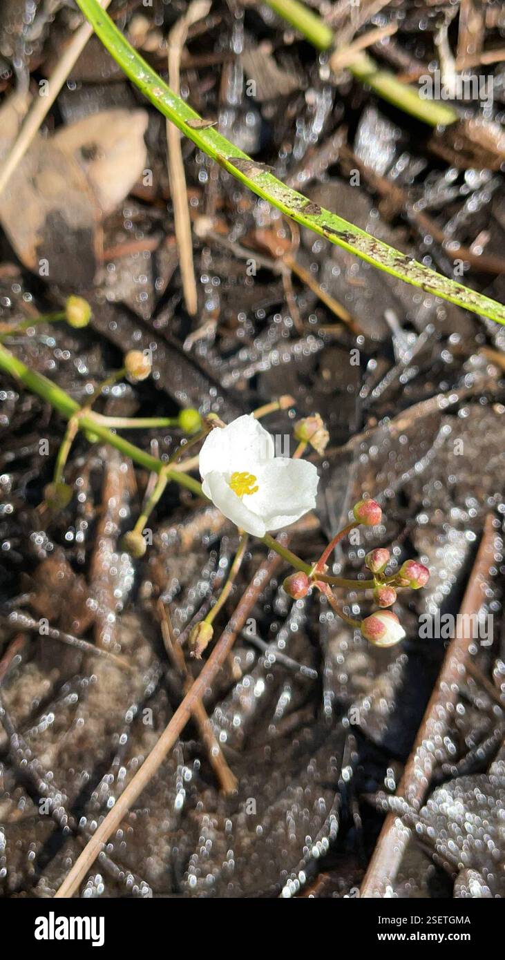 Grass-leaved Arrowhead (Sagittaria graminea), Plantae, Punta Gorda ...