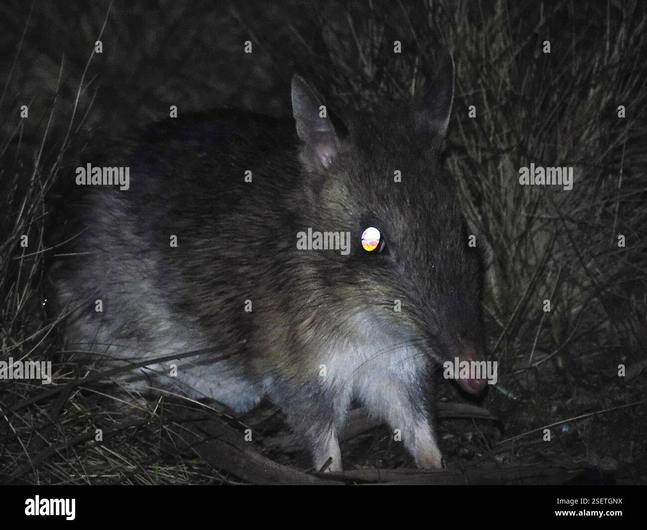 Eastern Barred Bandicoot (Perameles gunnii), Mammalia, Hobart TAS ...