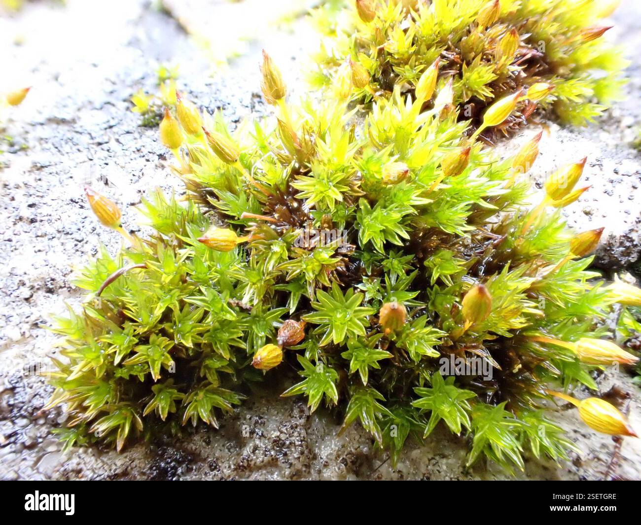 Anomalous Bristle-moss (Orthotrichum anomalum), Plantae, Graaf 561 ...