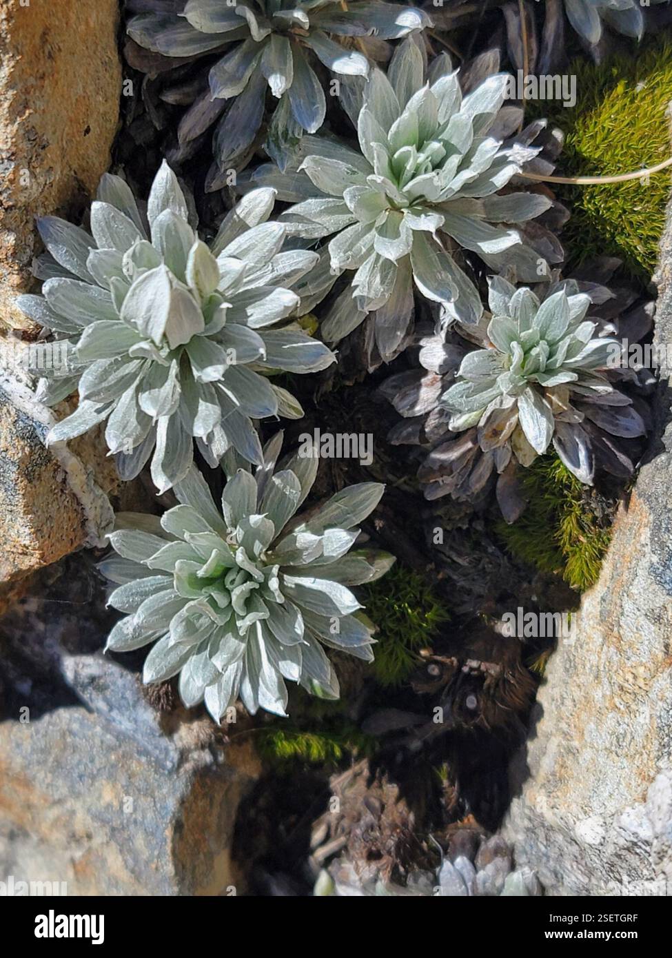 Hector's Daisy (Celmisia hectorii), Plantae, 7999, New Zealand Stock ...