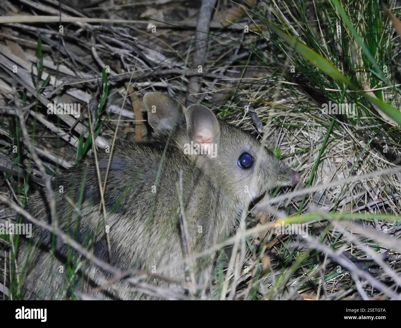 Eastern Barred Bandicoot (Perameles gunnii), Mammalia, Hobart TAS ...
