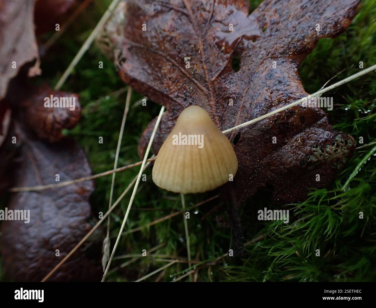 Moss Bells (Galerina), Fungi, Goldstream, Capital, British Columbia ...