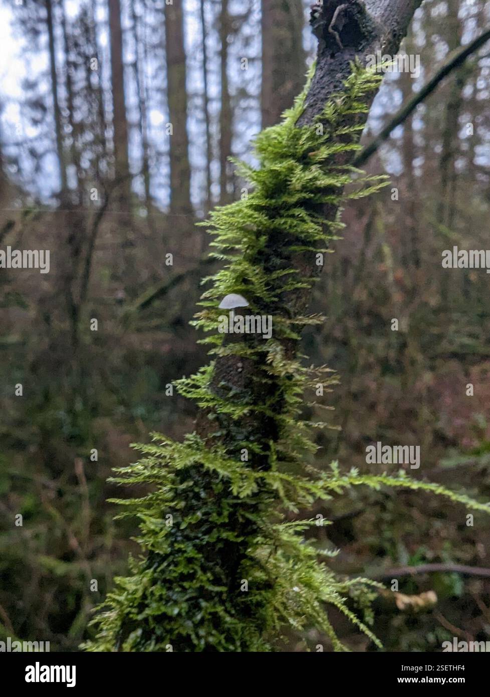 frosty bonnet (Mycena tenerrima), Fungi, Vancouver, BC V6G, Canada ...