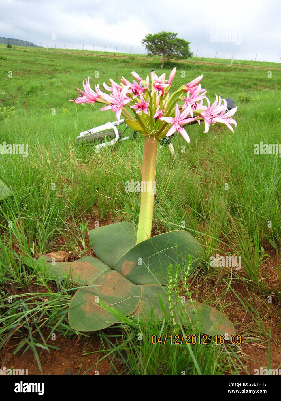 Eastern Candelabra (Brunsvigia radulosa), Plantae, uMgungundlovu ...