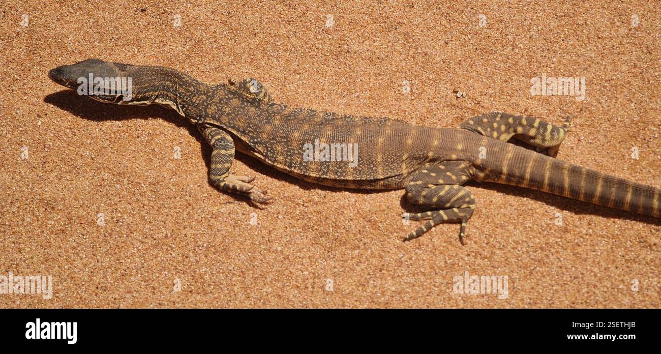 Sand Goanna (Varanus gouldii), Reptilia, Taylorville Station SA 5330 ...