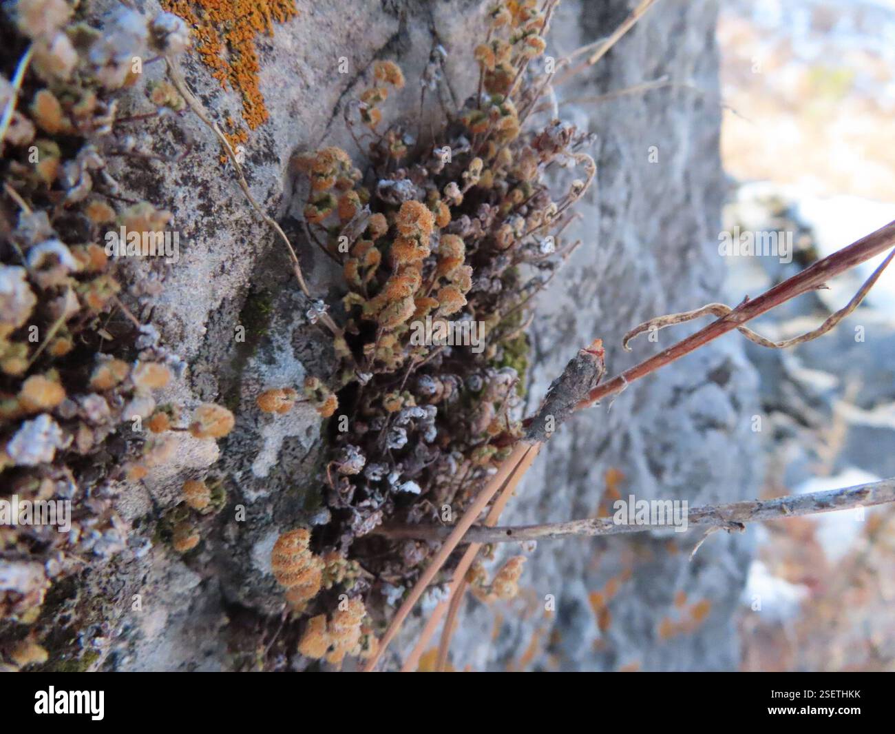 Fee's lip fern (Myriopteris gracilis), Plantae, Custer County, SD, USA ...