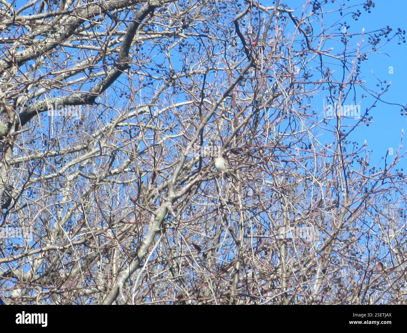 Chinese Tallow (Triadica sebifera), Plantae, WF NFN "Community" Garden ...