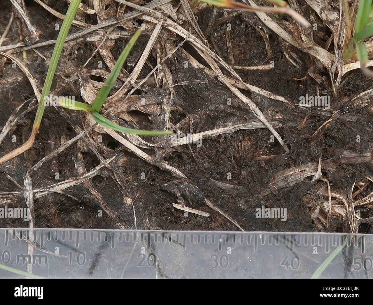Australian Ground Frogs (Myobatrachidae), Amphibia, Central Plateau TAS ...