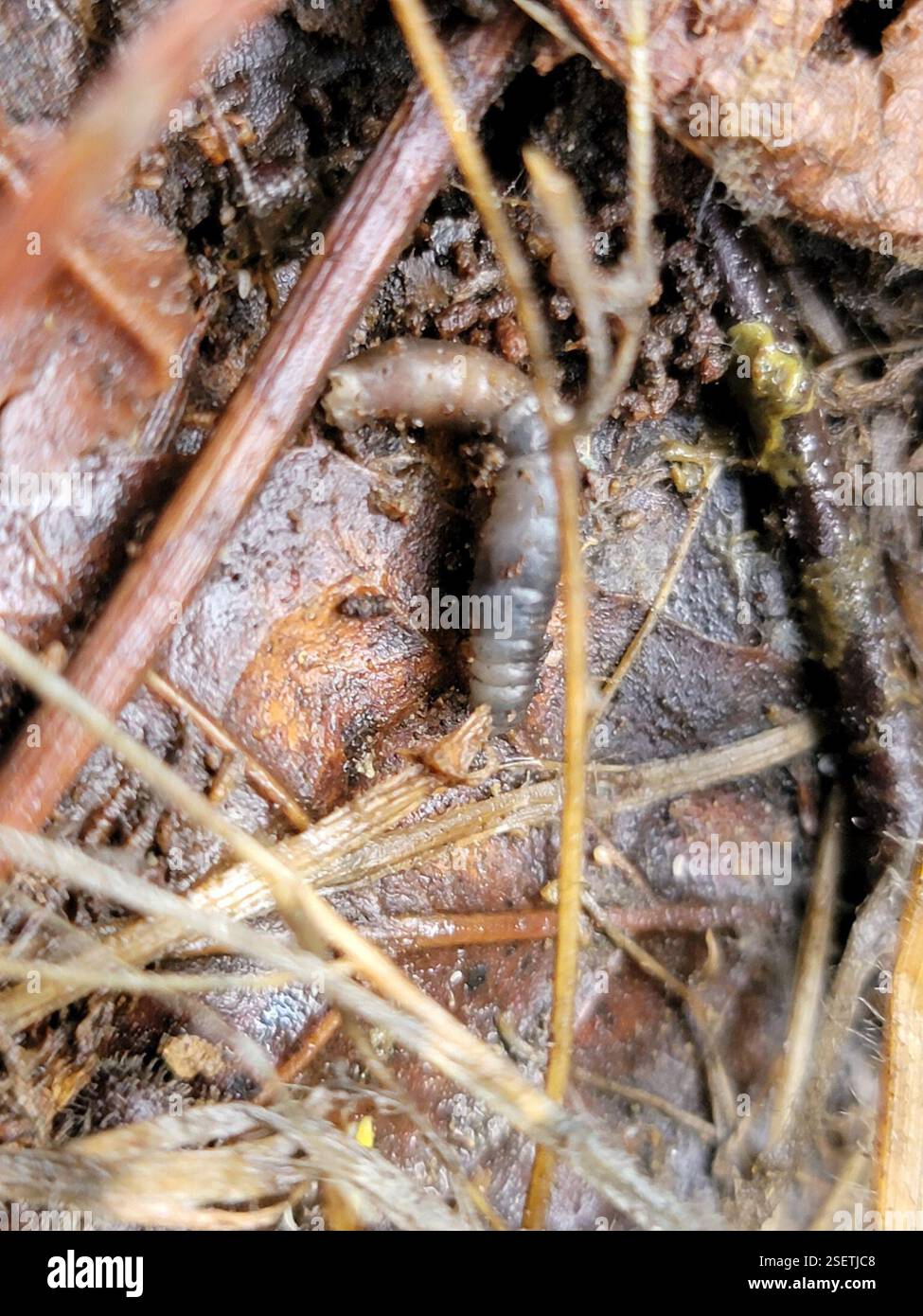 Winged and Once-winged Insects (Pterygota), Insecta, Lexington Hills ...