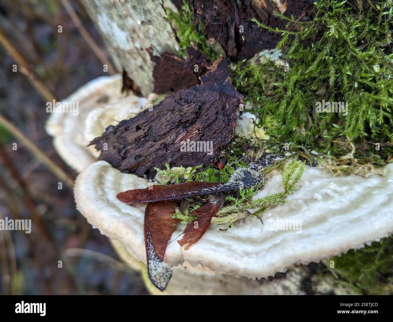 Lumpy Bracket (Trametes gibbosa), Fungi, Burnaby, BC V3N 4G7, Canada ...