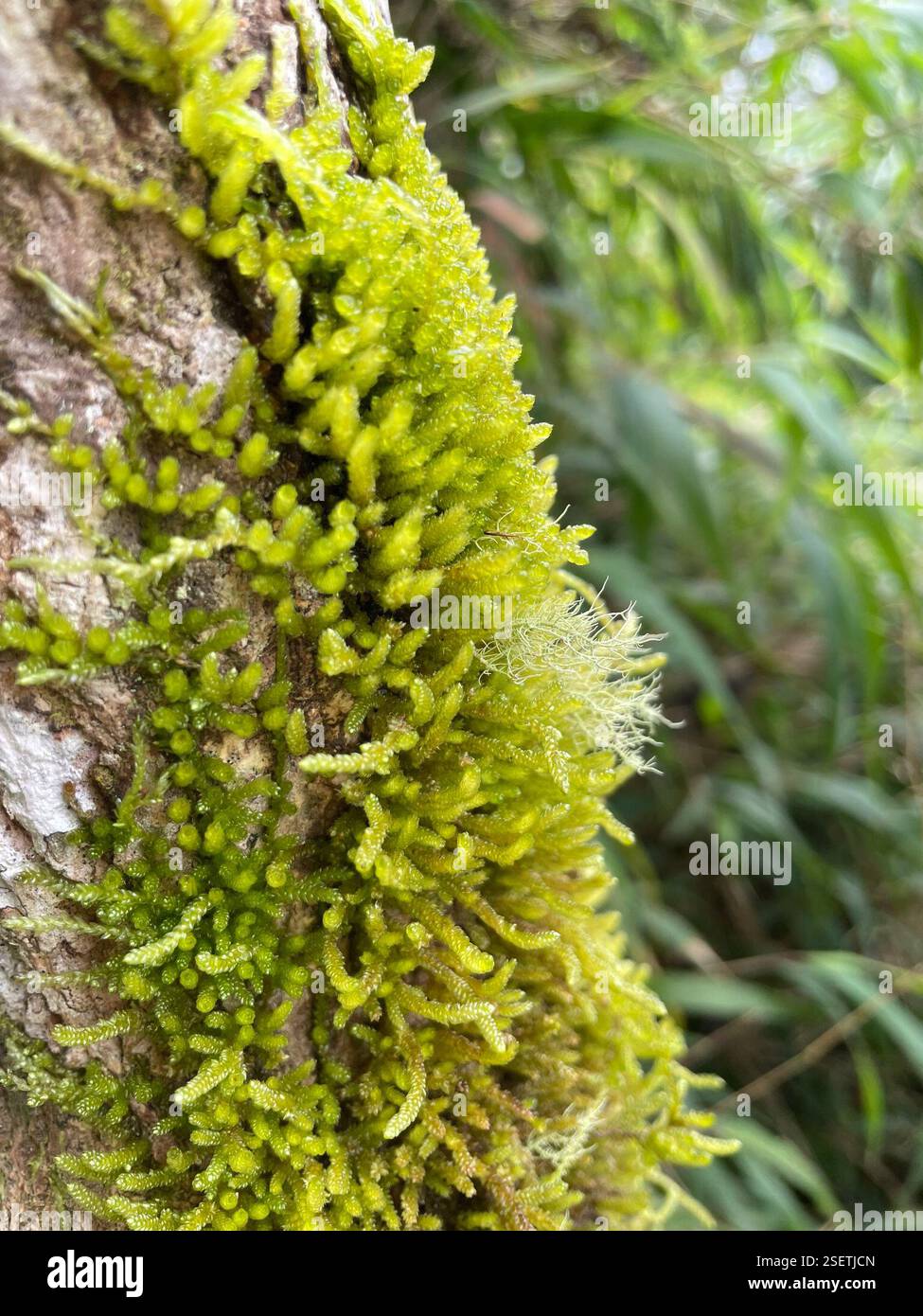 joint-toothed mosses (Bryopsida), Plantae, Salento, CO-QD, CO Stock ...