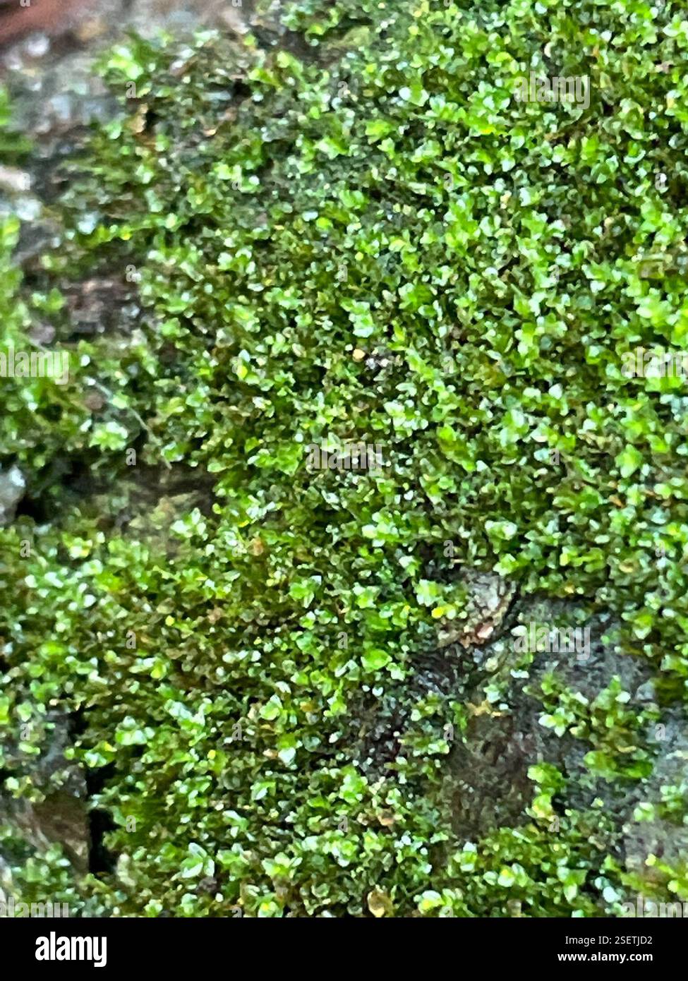 Tetraphis Moss (Tetraphis pellucida), Plantae, Outer Area, Baarn ...