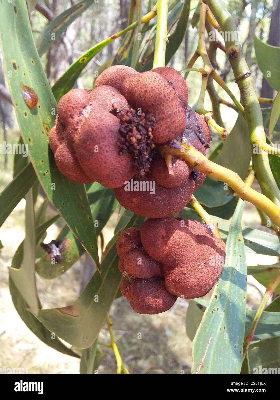 wattle gall rusts (Uromycladium), Fungi, Cherry Gardens SA 5157 ...