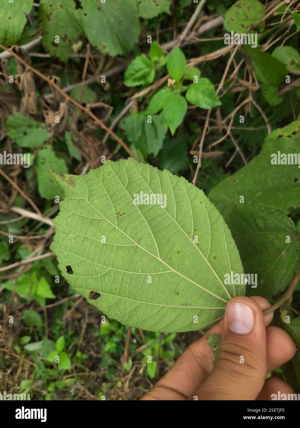 East Indian screw tree (Helicteres isora), Plantae, Pakkamalai R.F ...