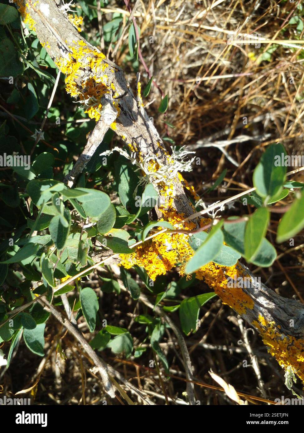 common lichens (Lecanoromycetes), Fungi, Unnamed Road, Cape Farms, Cape ...