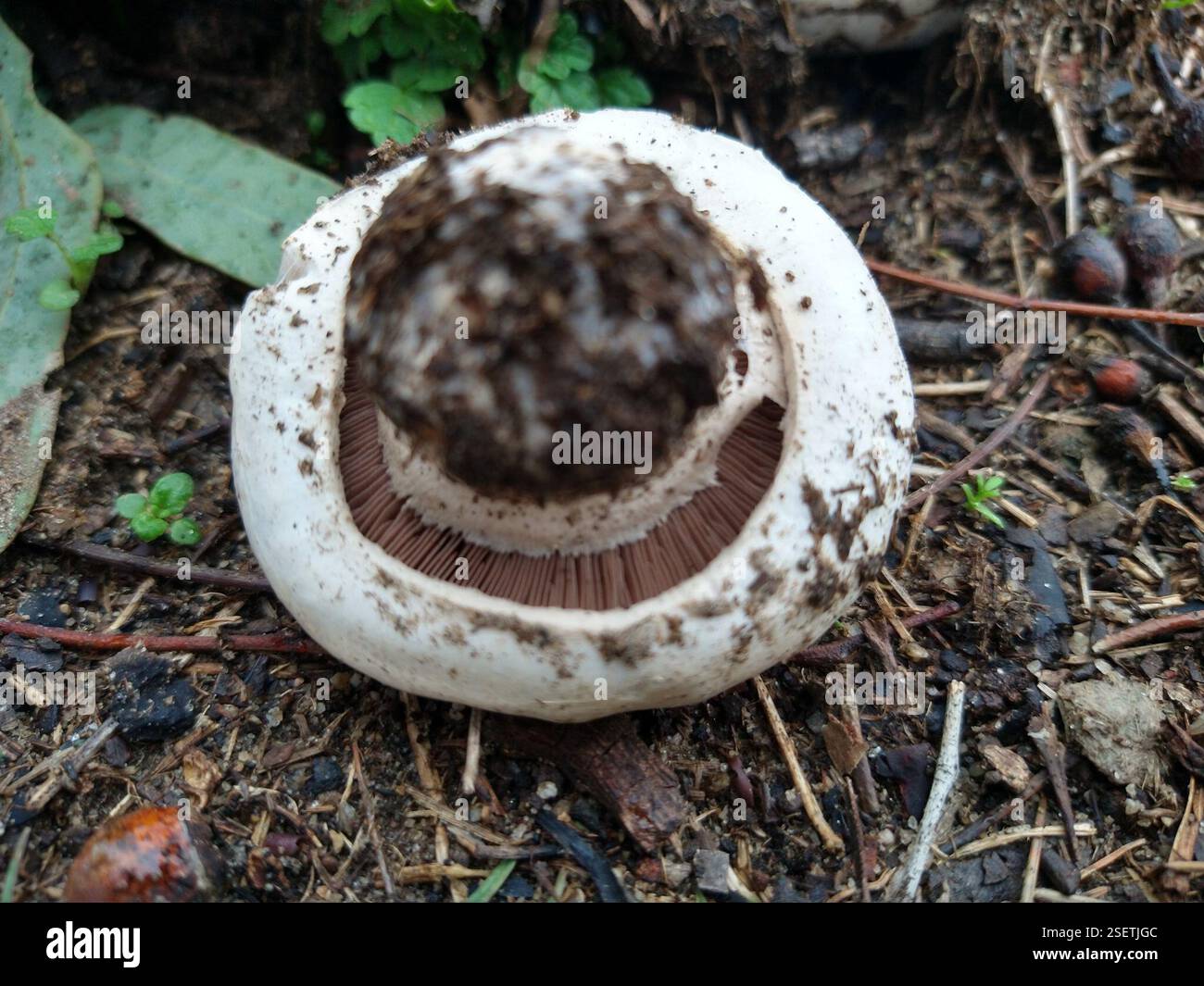 Pavement Mushroom (Agaricus bitorquis), Fungi, California State ...