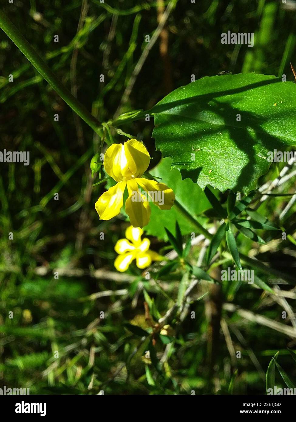 hop goodenia (Goodenia ovata), Plantae, Parawa SA 5203, Australia Stock ...