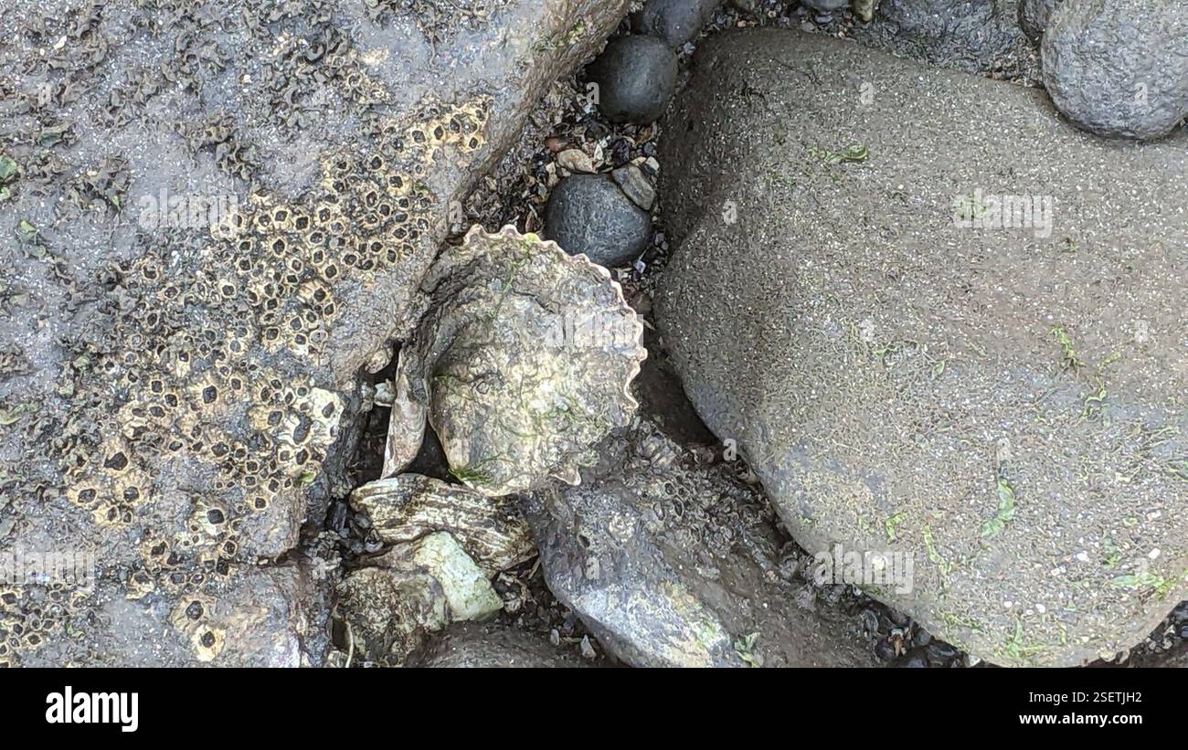Eastern Oyster (Crassostrea virginica), Mollusca, Bronx County, The ...