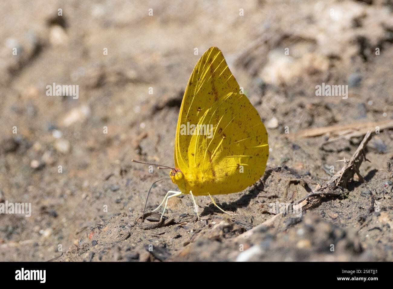 Large Orange Sulphur (Phoebis agarithe), Insecta, Roosevelt Roads ...