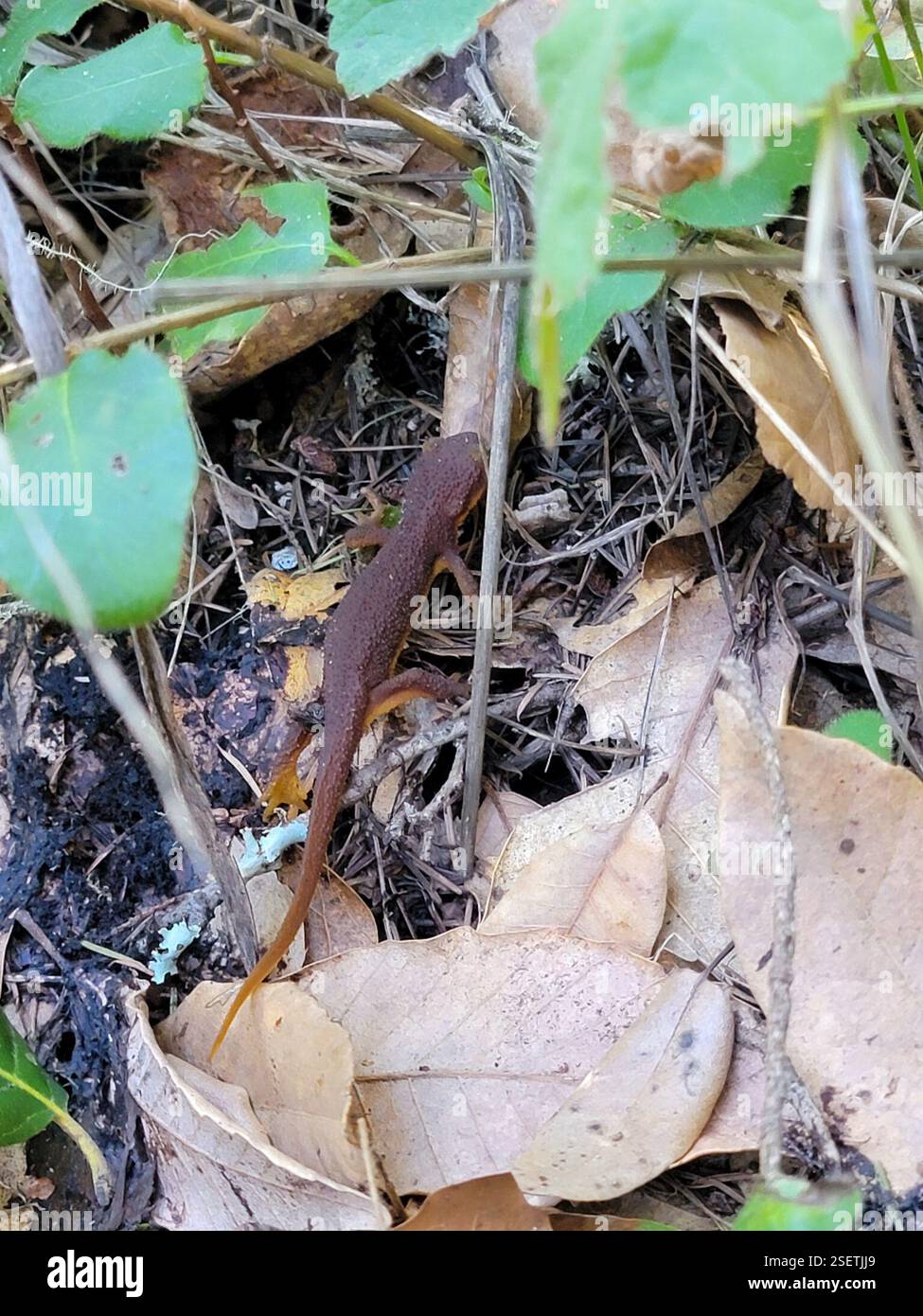 California Newt (Taricha torosa), Amphibia, Portola Redwoods State Park ...