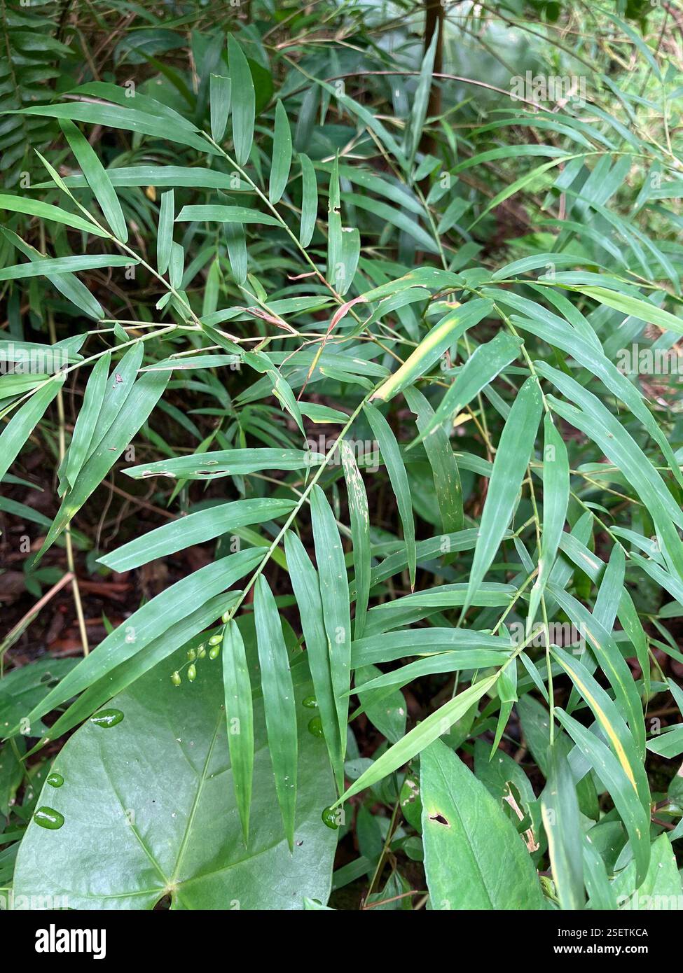 plants (Plantae), Plantae, Saint Peter, MS Stock Photo - Alamy
