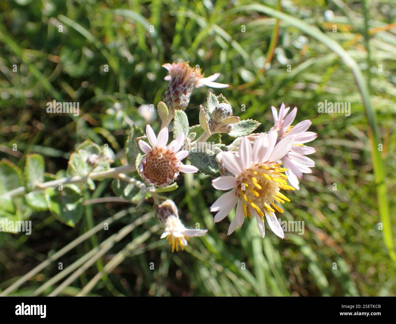 Bushman Tea (Athrixia phylicoides), Plantae, uMgungundlovu District ...