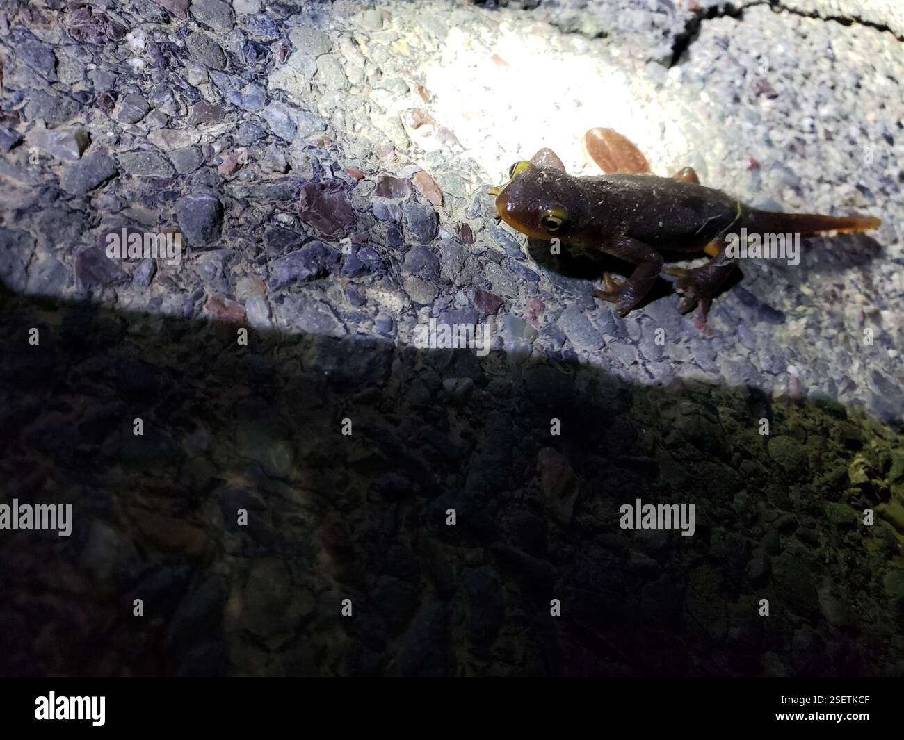 California Newt (Taricha torosa), Amphibia, Petaluma, CA 94952, USA ...