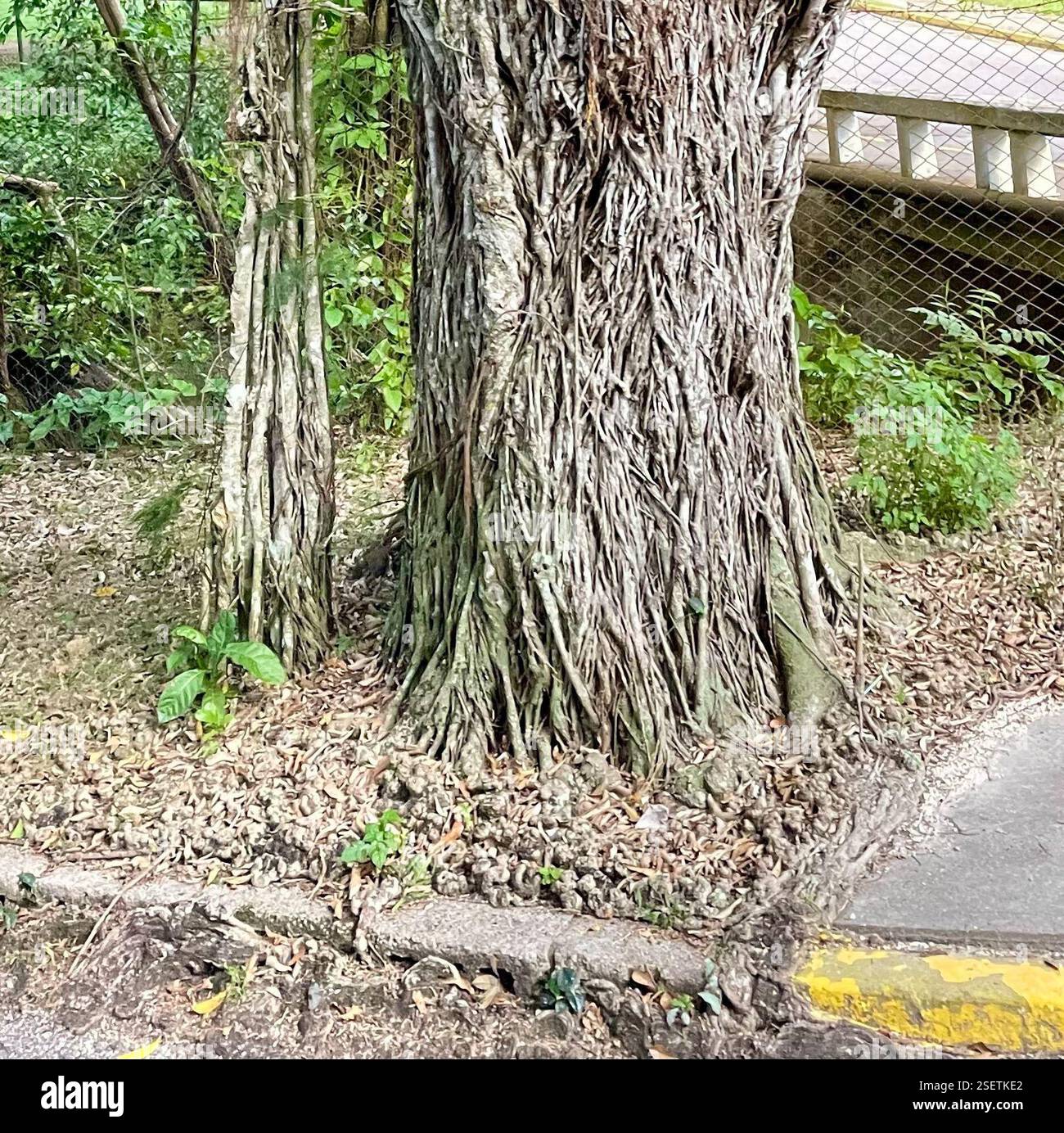 Indian banyan (Ficus benghalensis), Plantae, Carretera de Soroa, Pinar ...