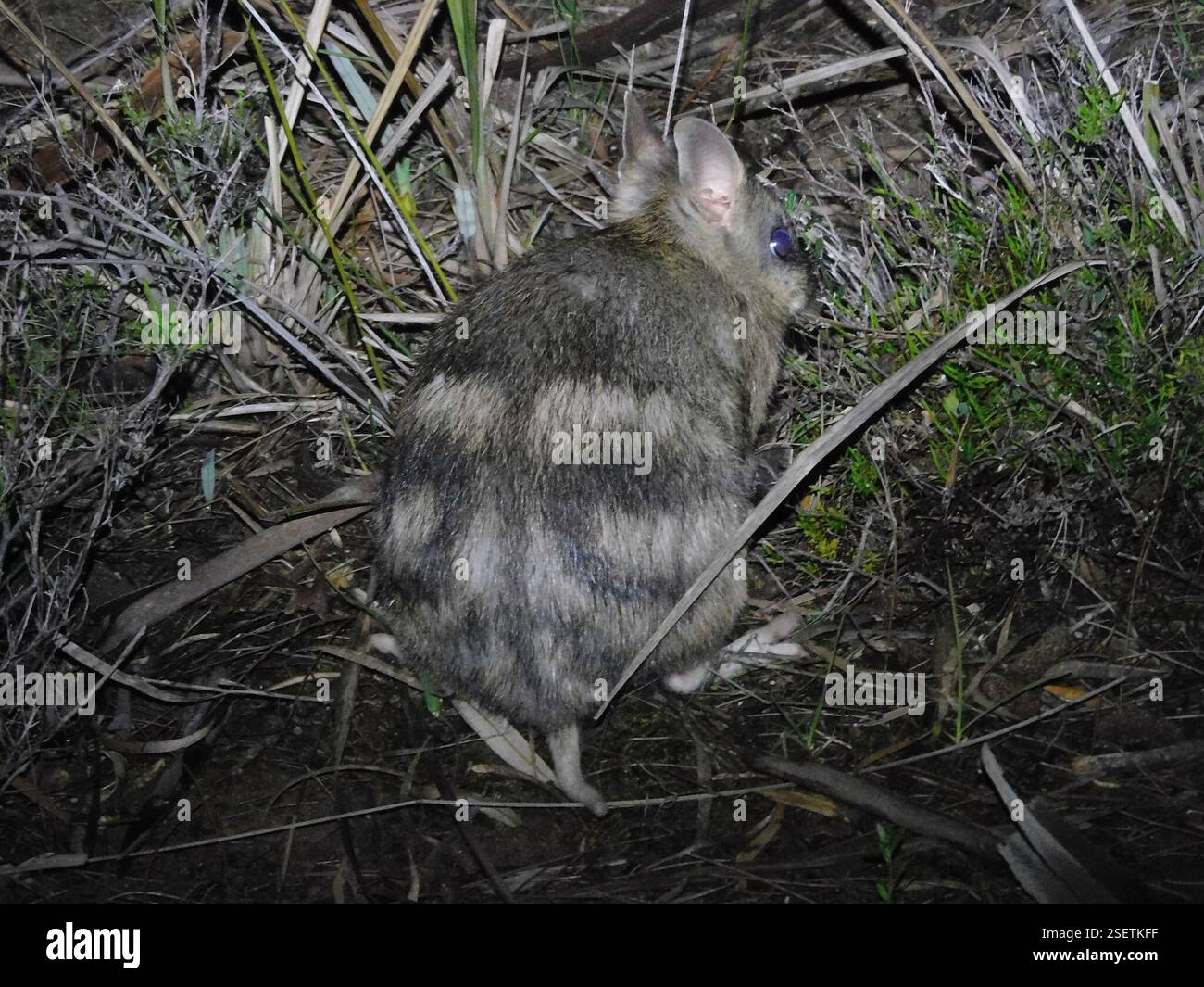 Eastern Barred Bandicoot (Perameles gunnii), Mammalia, Hobart TAS ...