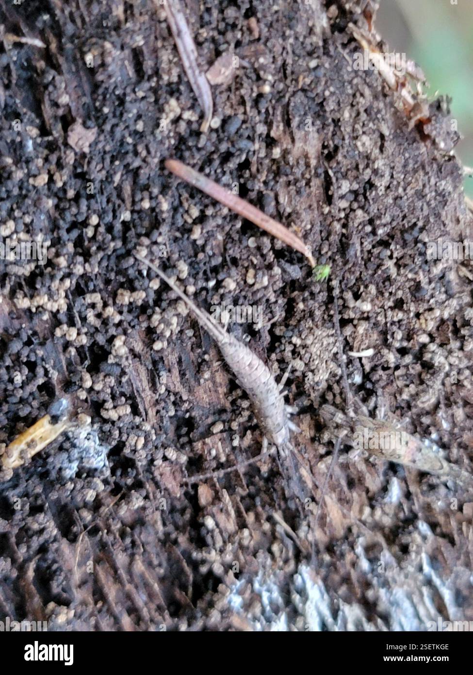 (Pedetontus), Insecta, Portola Redwoods State Park, San Mateo County ...