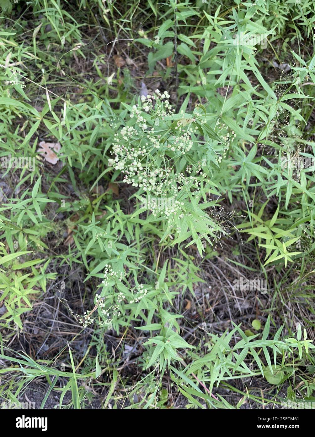 Northern Bedstraw (Galium boreale), Plantae, Kochkurovskiy rayon ...