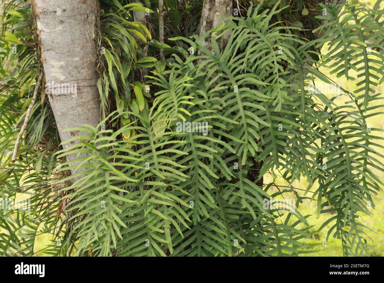 polypody family (Polypodiaceae), Plantae, Oxapampa, PE-PA, PE Stock ...