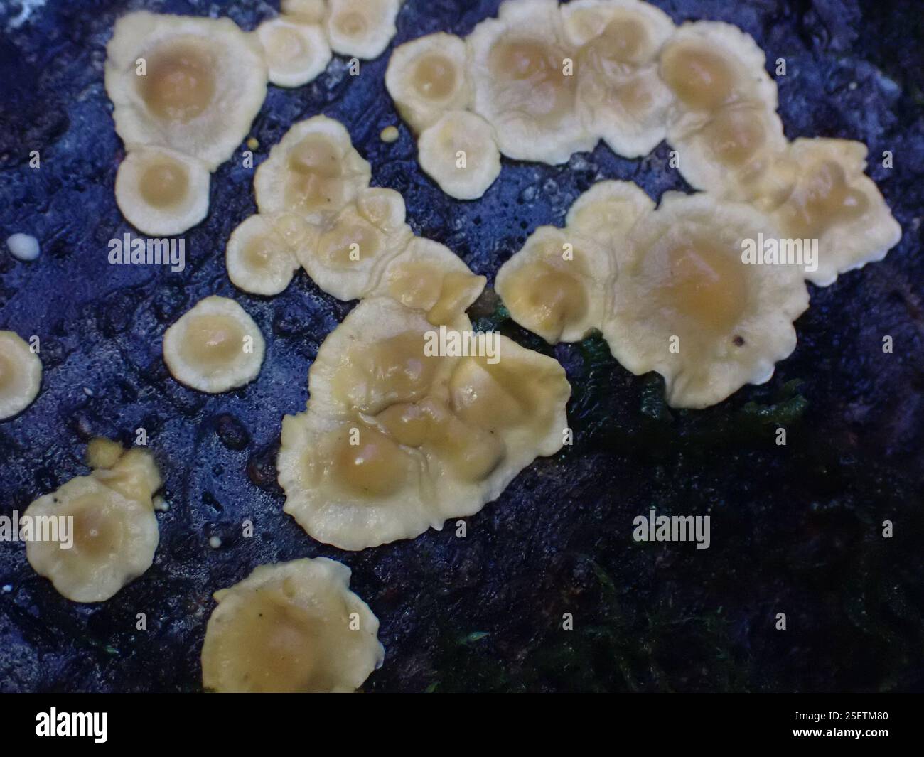 Basidiomycete Fungi (Basidiomycota), Fungi, Capital, BC, Canada Stock ...