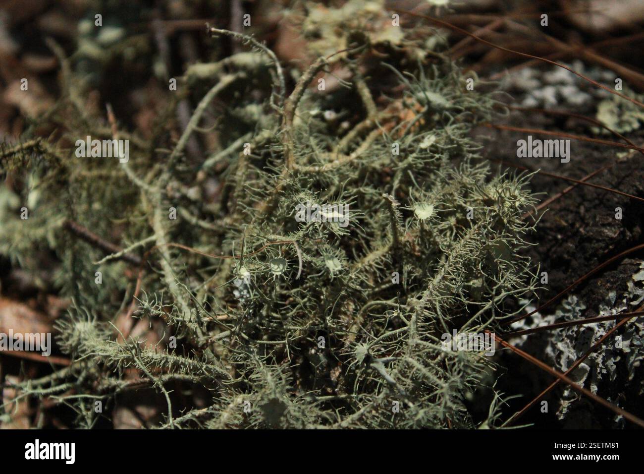 Arizona Beard Lichen (Usnea intermedia), Fungi, Tecolotlán, Jal ...