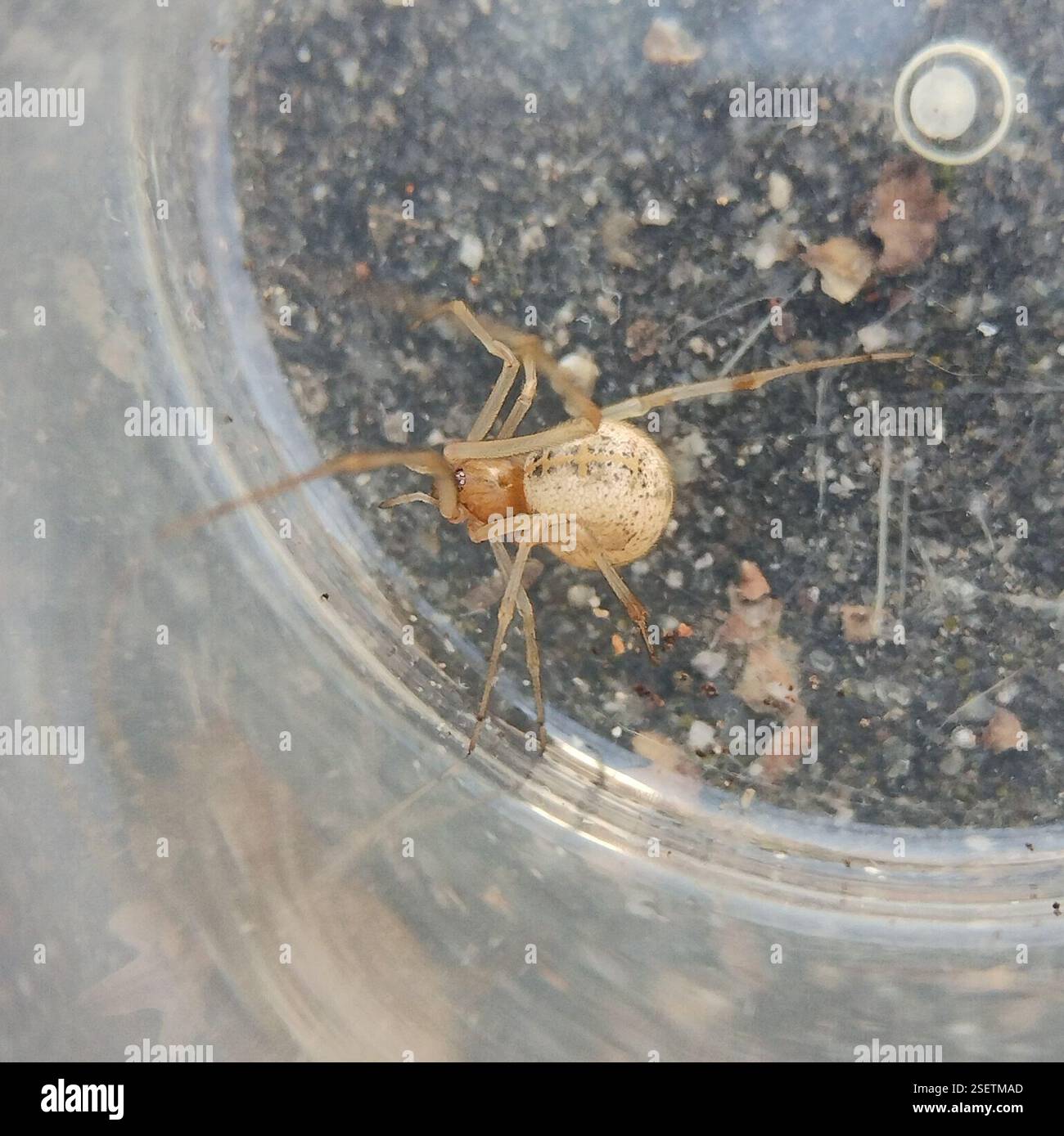 Common House Spider (Parasteatoda tepidariorum), Arachnida, 1756 Bel ...