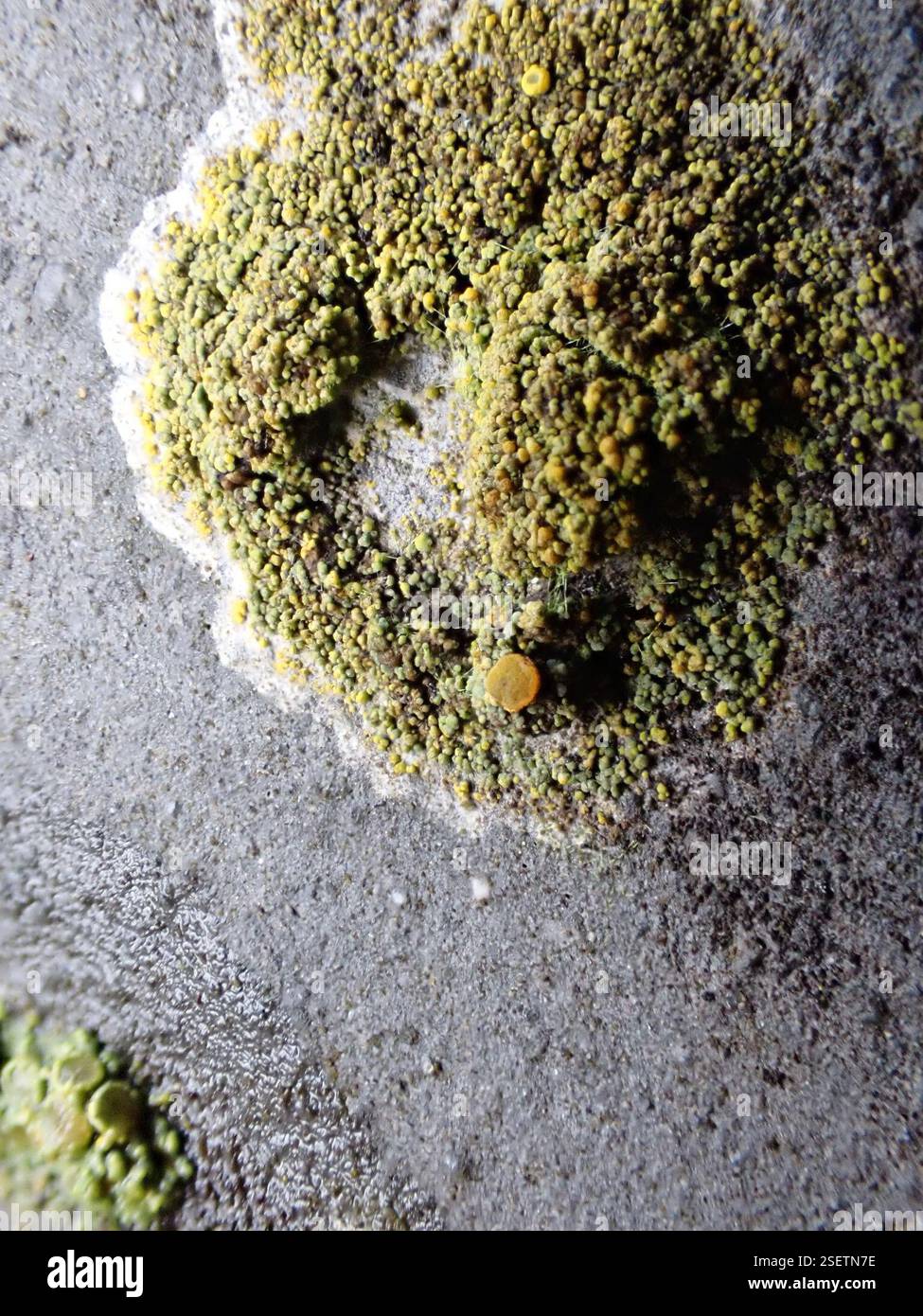 (Flavoplaca), Fungi, Graafland, Groot-Ammers, South Holland, NL Stock Photo - Alamy