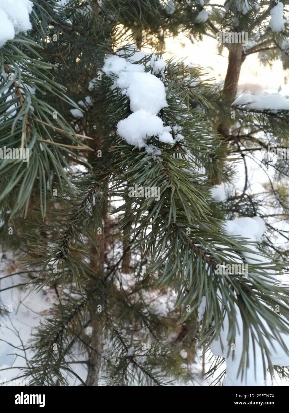 Scots pine (Pinus sylvestris), Plantae, Октябрьский, Иркутская обл., Россия, 665490 Stock Photo ...