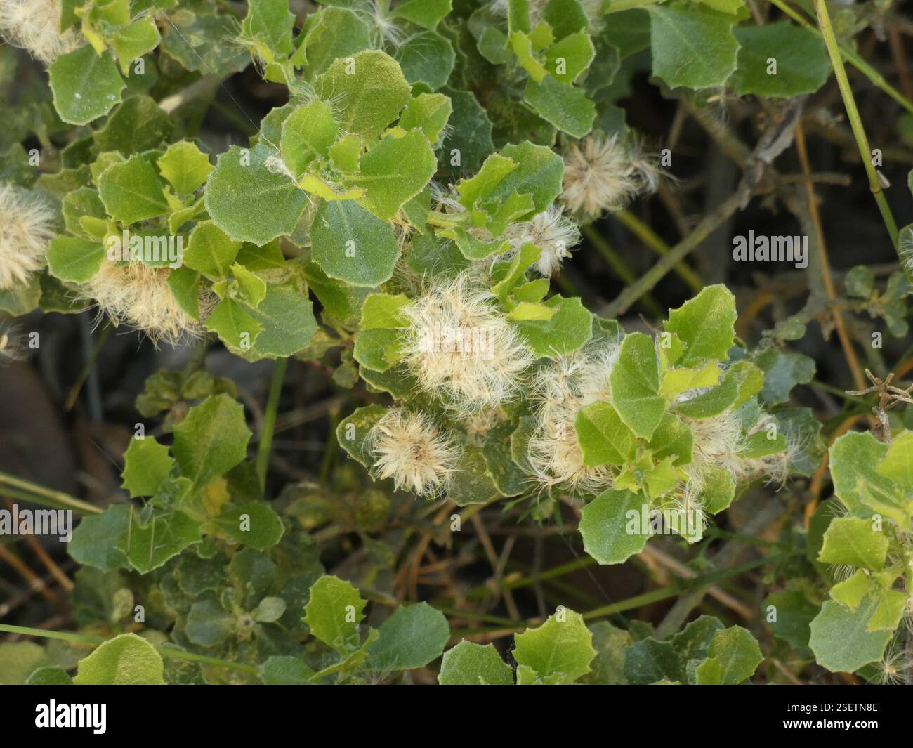 (Baccharis rhomboidalis), Plantae, TRARUÑE Stock Photo - Alamy