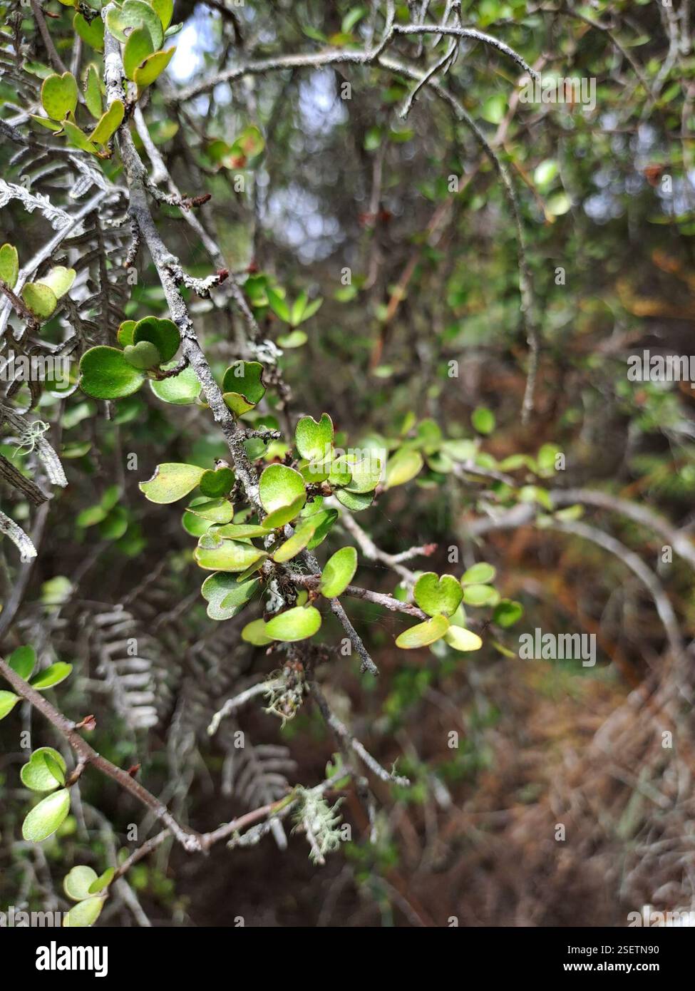 Weeping Mapou (Myrsine divaricata), Plantae, Manapouri 9679, New ...