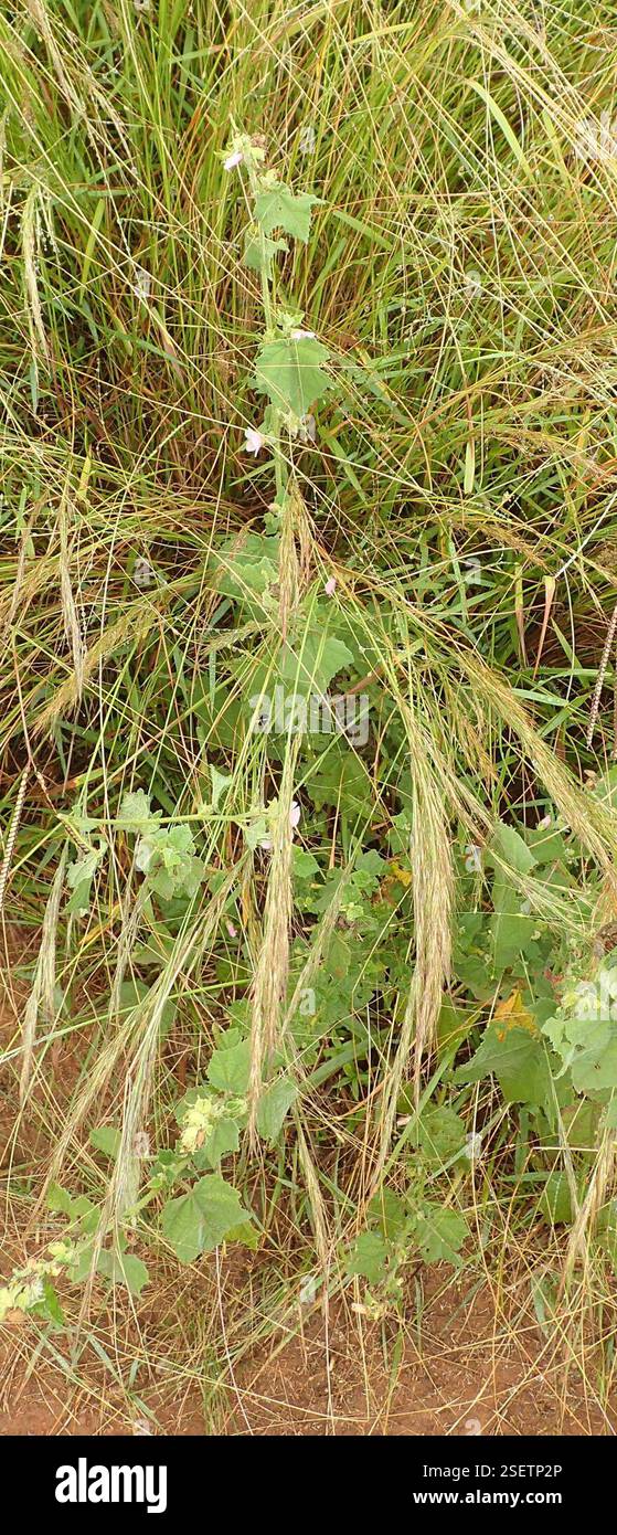 Pink Swampmallow (Pavonia columella), Plantae, uMgungundlovu District ...