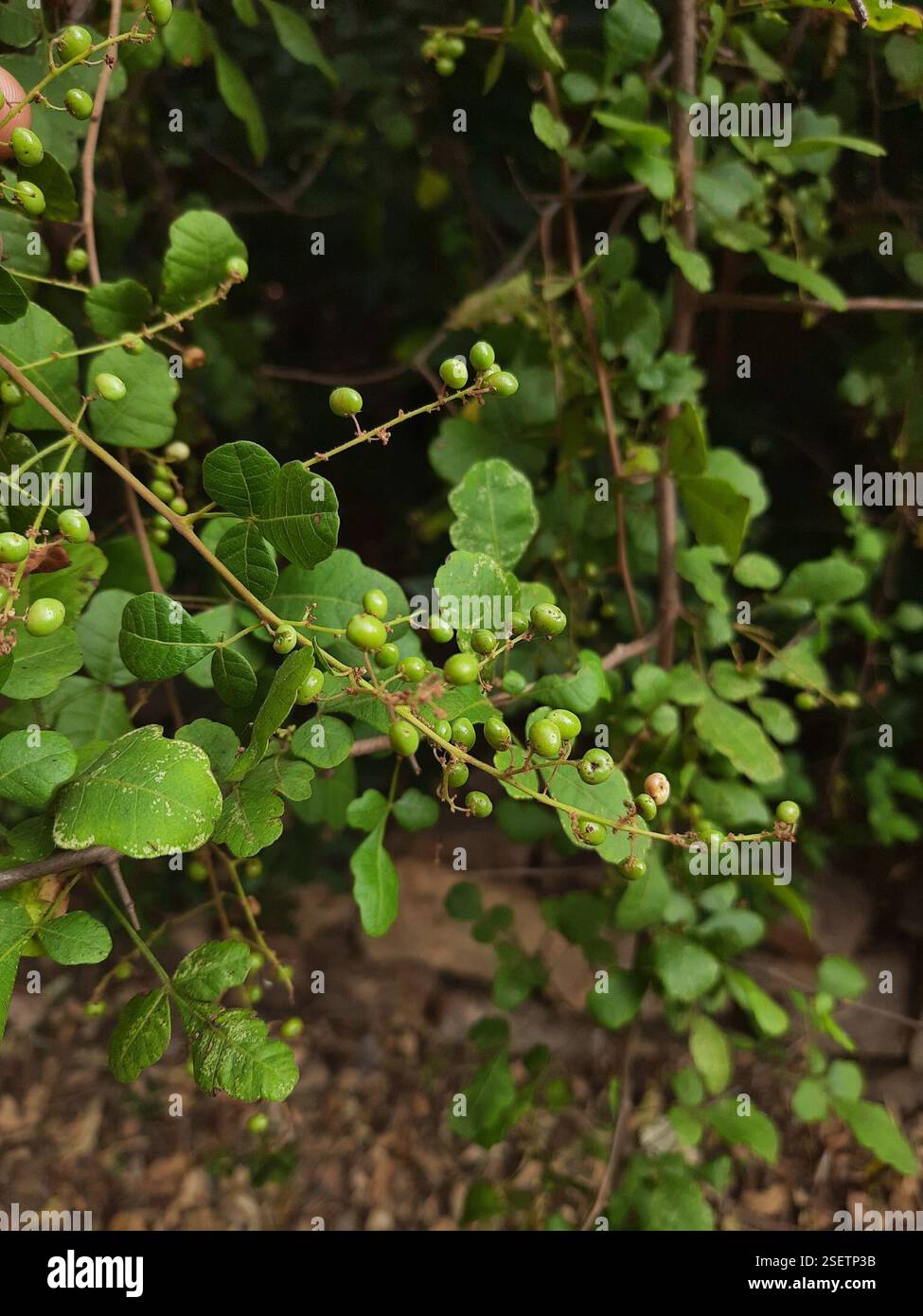 Rhus indica (Searsia mysorensis), Plantae, 63F3+RHM, TSR Nagar ...