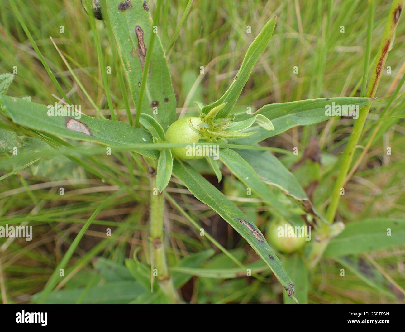 dicots (Magnoliopsida), Plantae, uMgungundlovu District Municipality ...