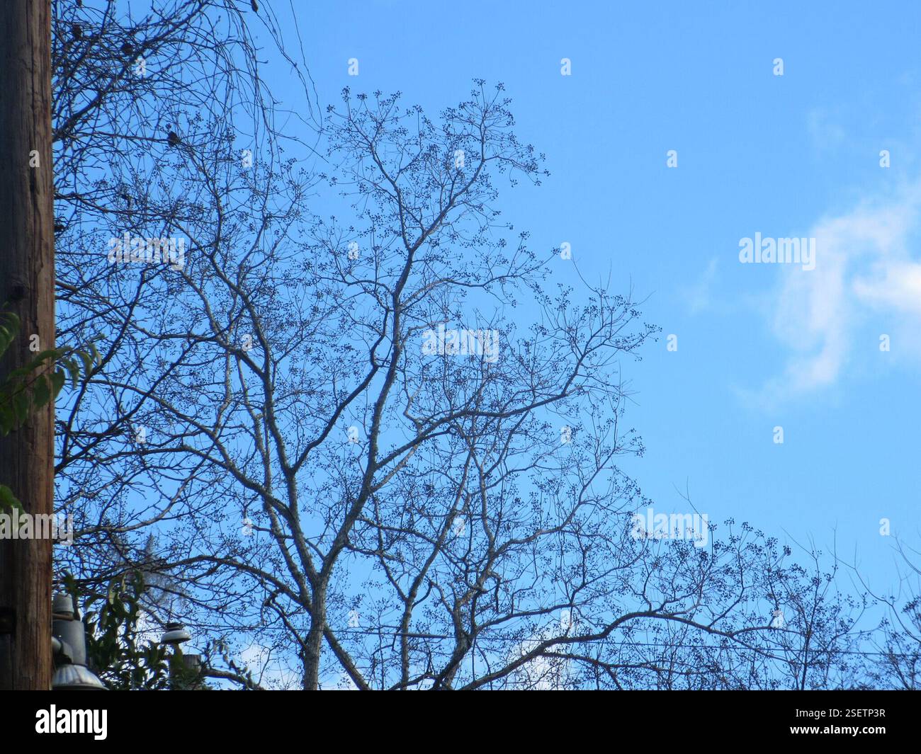Chinese Tallow (Triadica sebifera), Plantae, WF NFN "Community" Garden ...