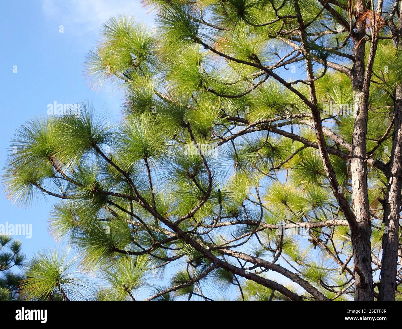 longleaf pine (Pinus palustris), Plantae, North Carolina, US Stock ...