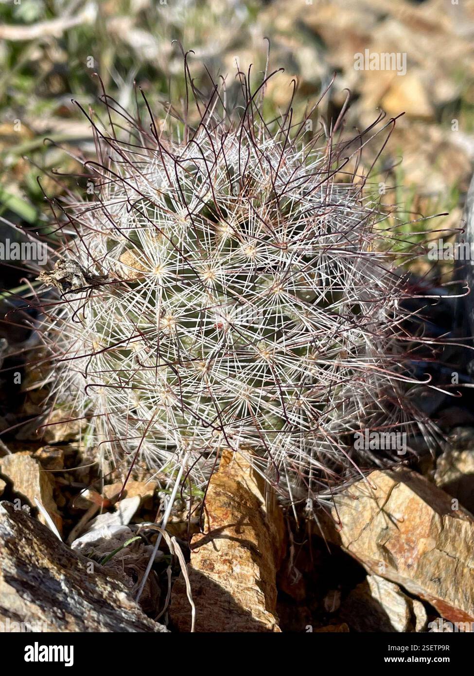 Common Fishhook Cactus (Cochemiea tetrancistra), Plantae, Santa Rosa ...
