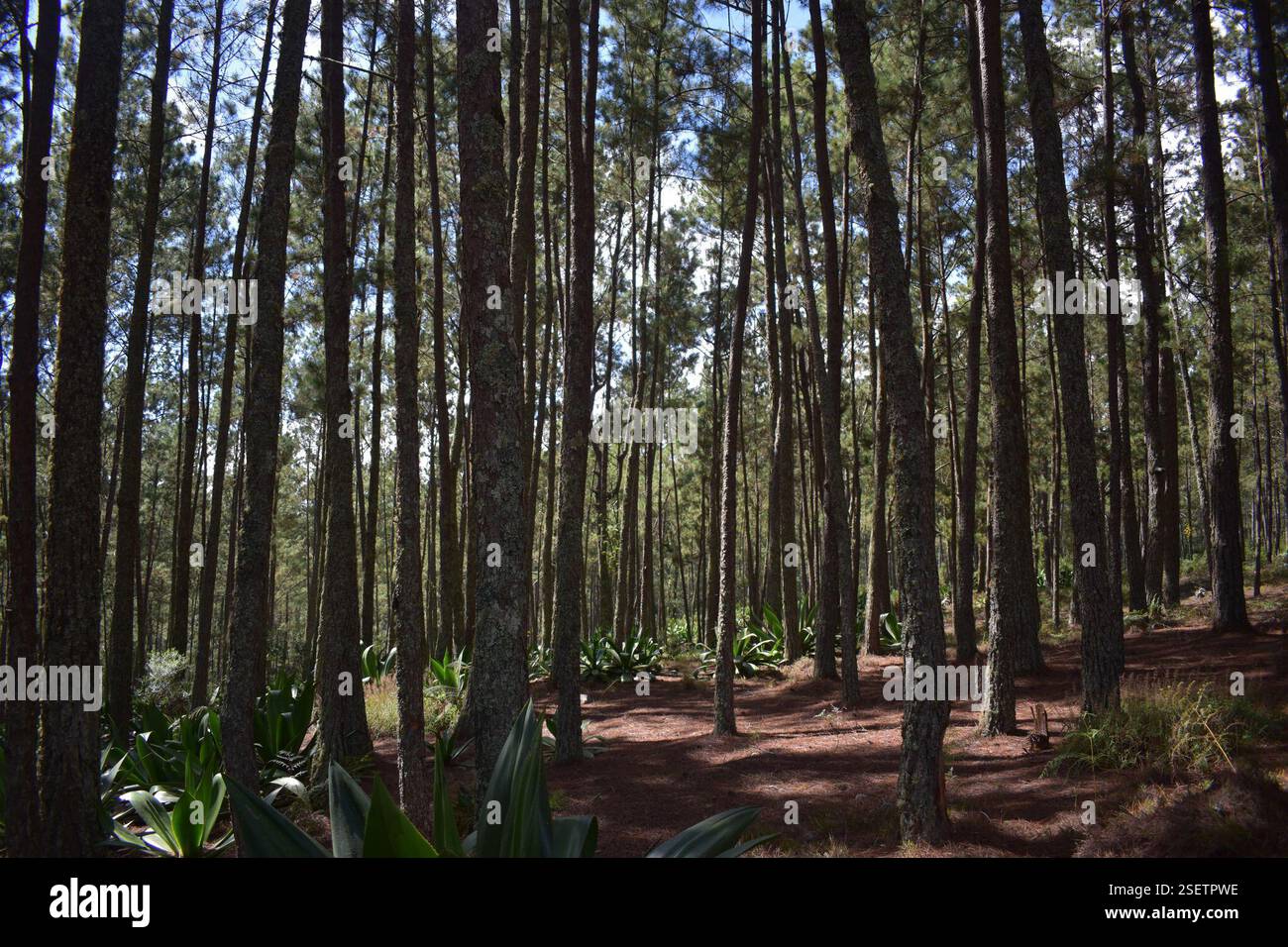Hispaniolan pine (Pinus occidentalis), Plantae, Haiti Stock Photo - Alamy