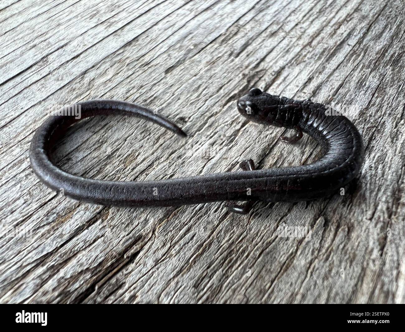 Batrachoseps gavilanensis hi-res stock photography and images - Alamy