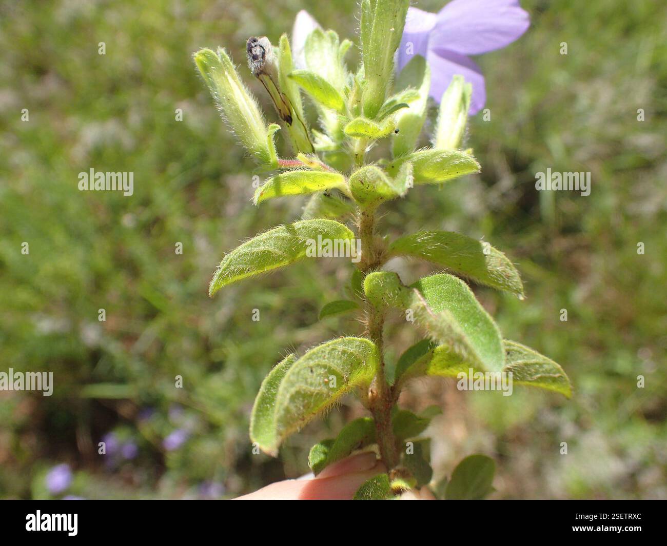Blue Bushviolet (Barleria obtusa), Plantae, uMgungundlovu District ...