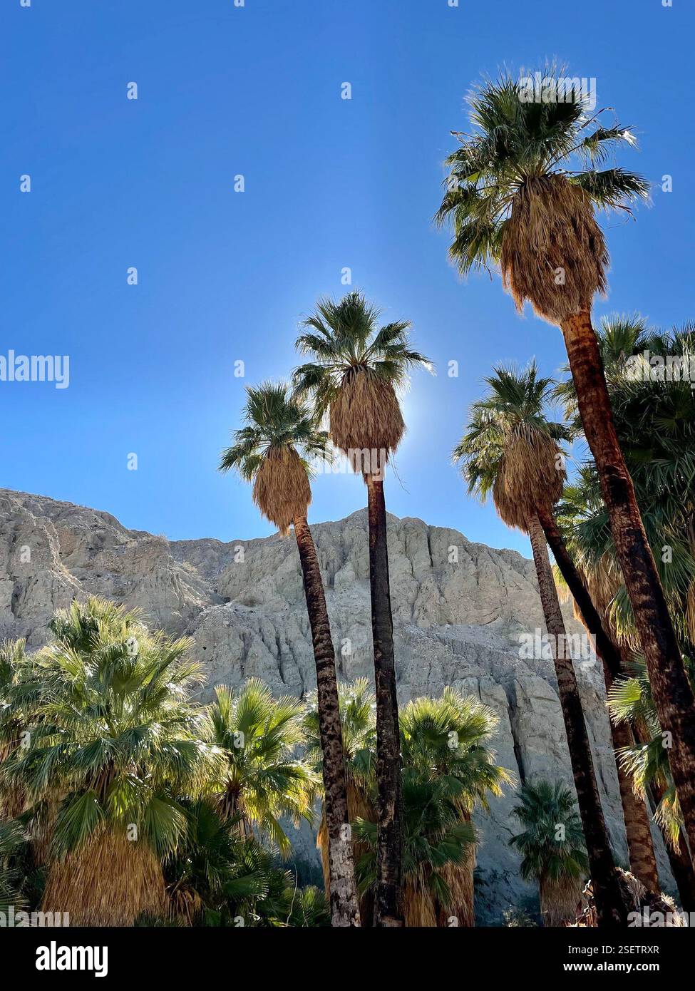 California fan palm (Washingtonia filifera), Plantae, Indio Hills Palms ...